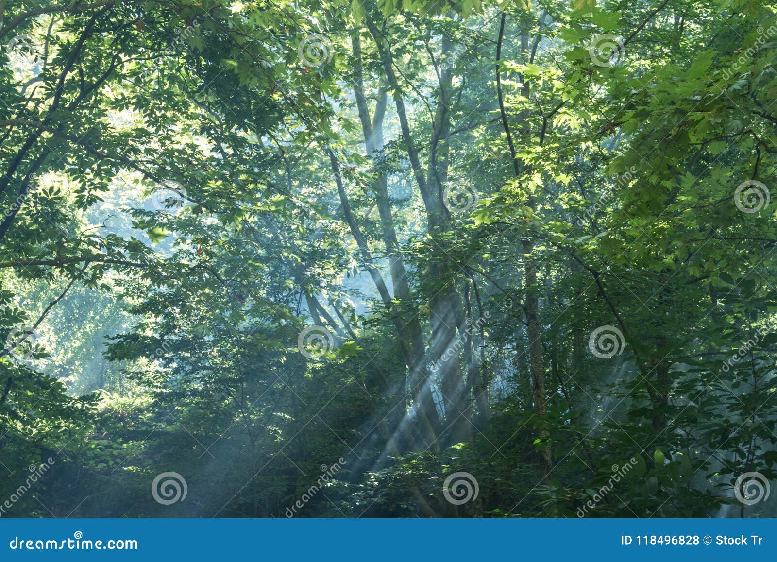 Sunrise Light Nature and Mist Stock Photo - Image of beautiful ...