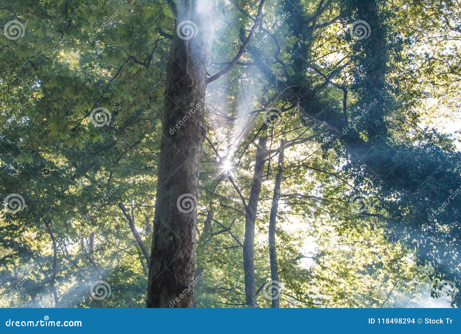 Beautiful Light Beam in the Forest Stock Photo - Image of leaf ...