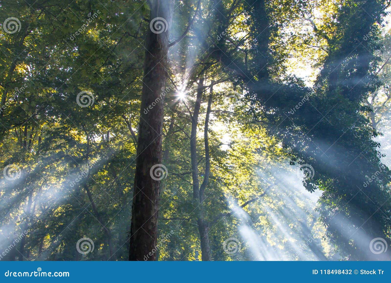 Beautiful Light Beam in the Forest Stock Photo - Image of rays, dreamy ...