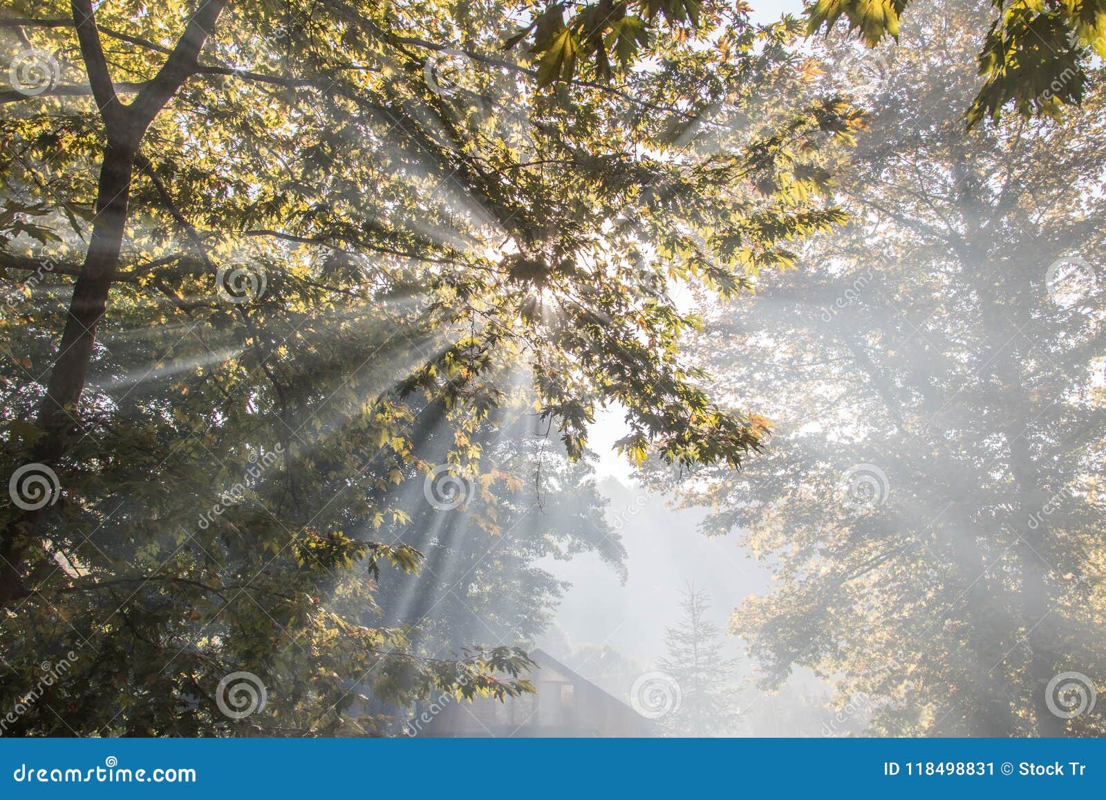 Beautiful Light Beam in the Forest Stock Image - Image of zoom, beam ...