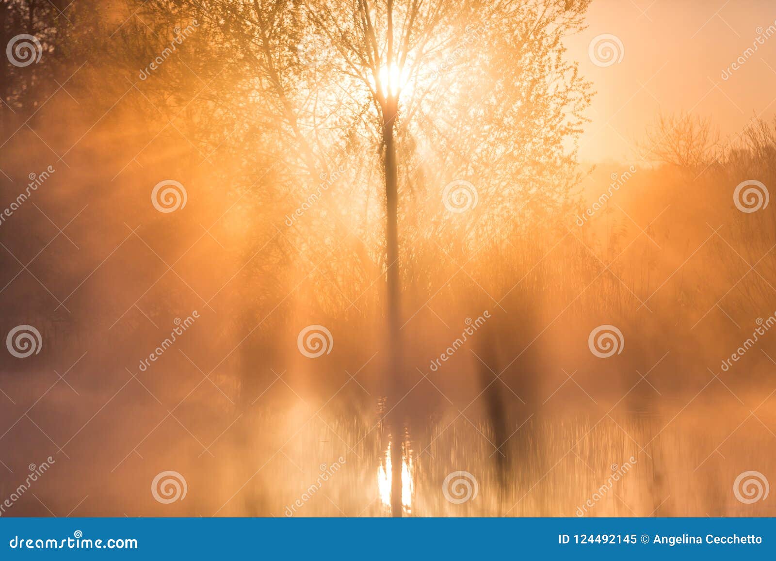 Sunrise Light Piercing through Mist and Trees and Reflecting in Stock ...