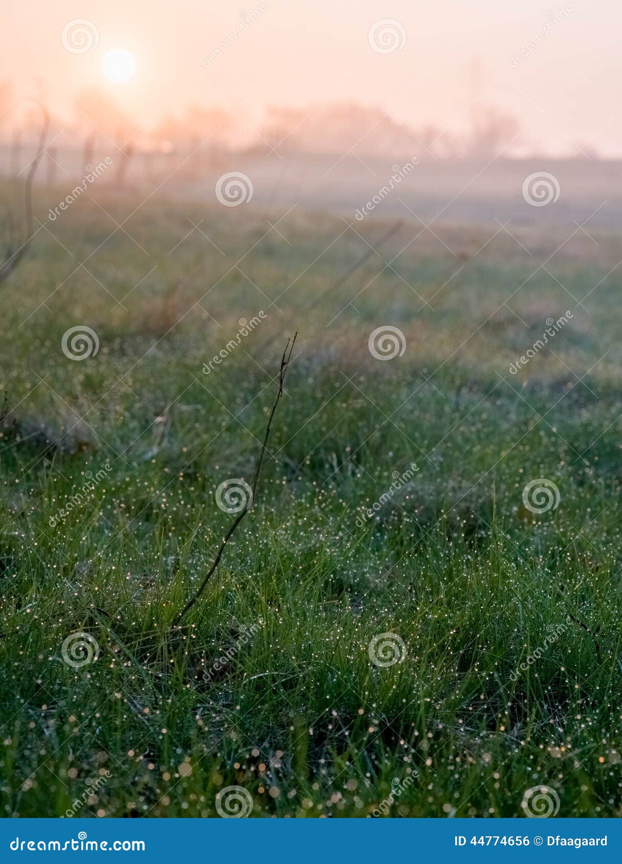 Sunrise meadow stock photo. Image of nature, moist, fresh - 44774656