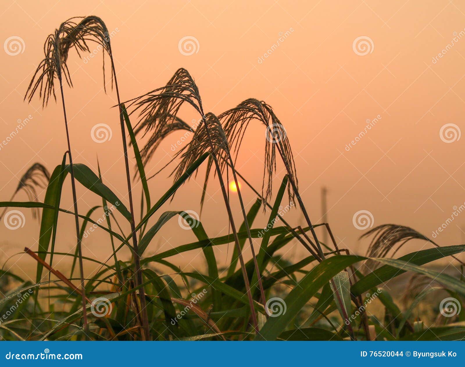 Sunrise on the Misty Rice Field Stock Photo - Image of autumn, golden ...