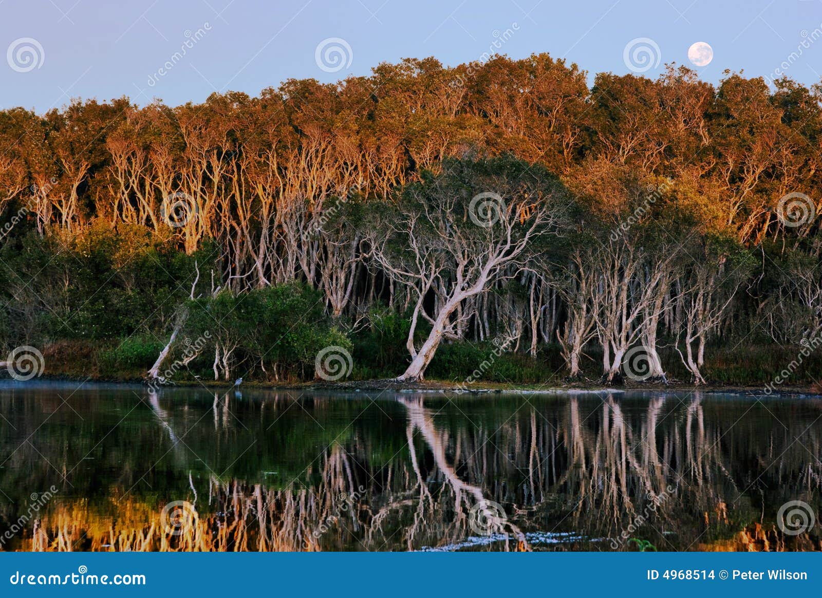 Sunrise Moonset stock photo. Image of shade, wetlands - 4968514