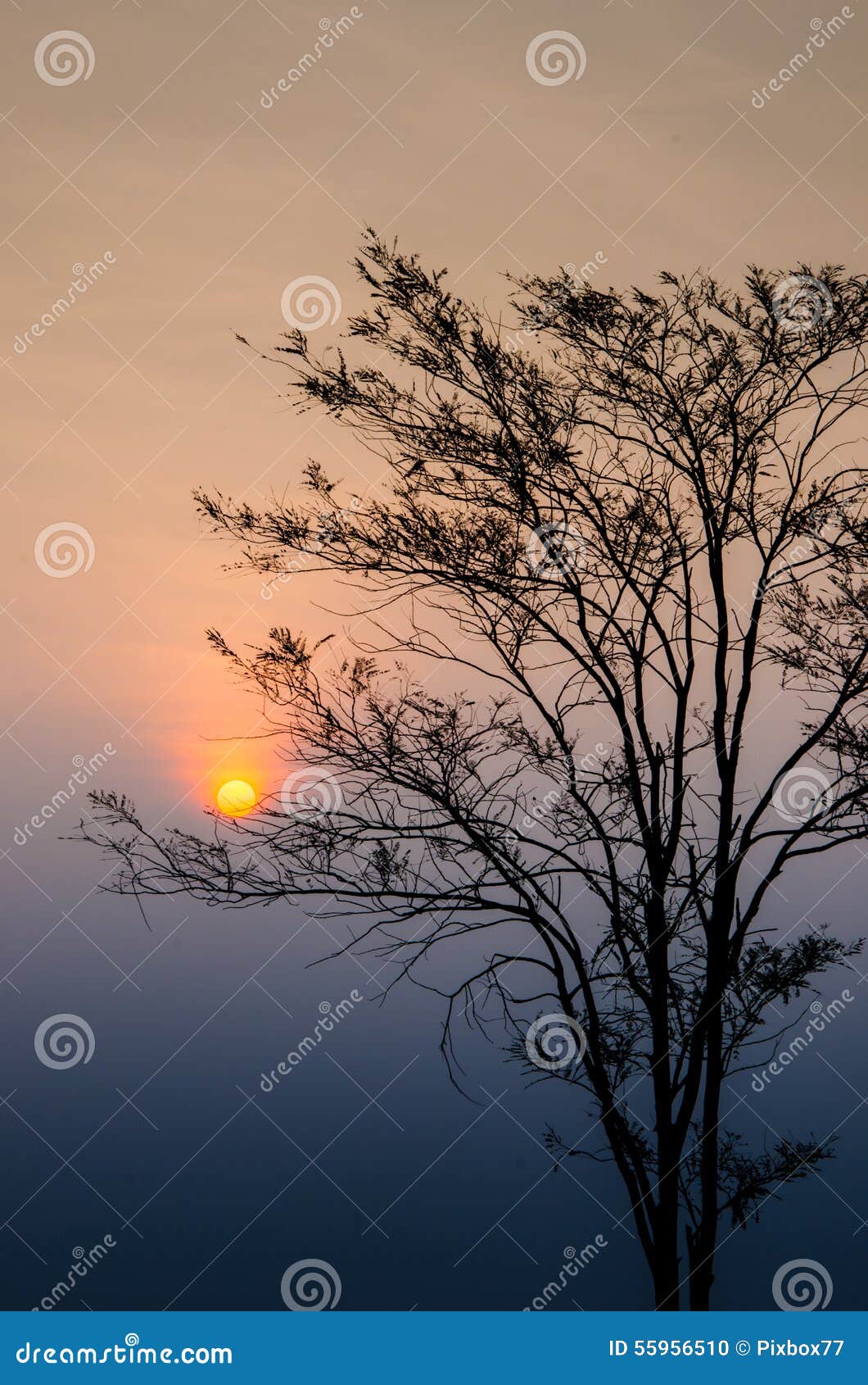 Sunrise in Morning with Tree Silhouette Stock Photo - Image of ...