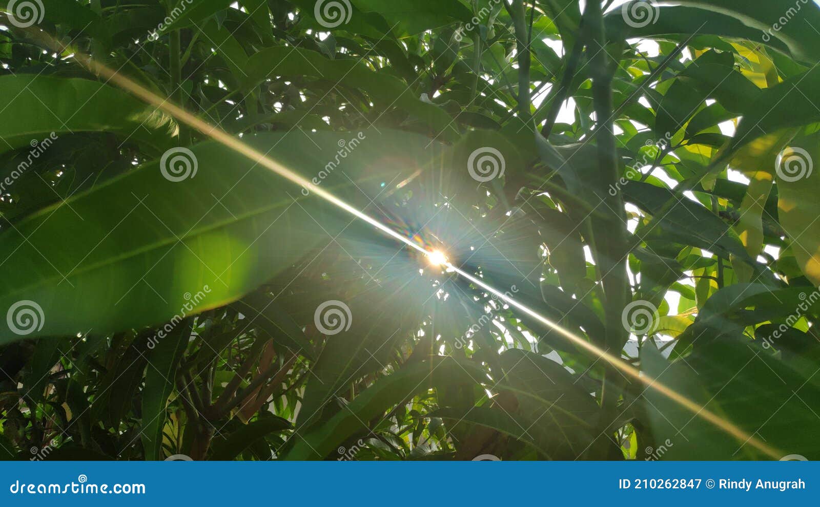 Sunrise from my mango tree stock image. Image of natural - 210262847