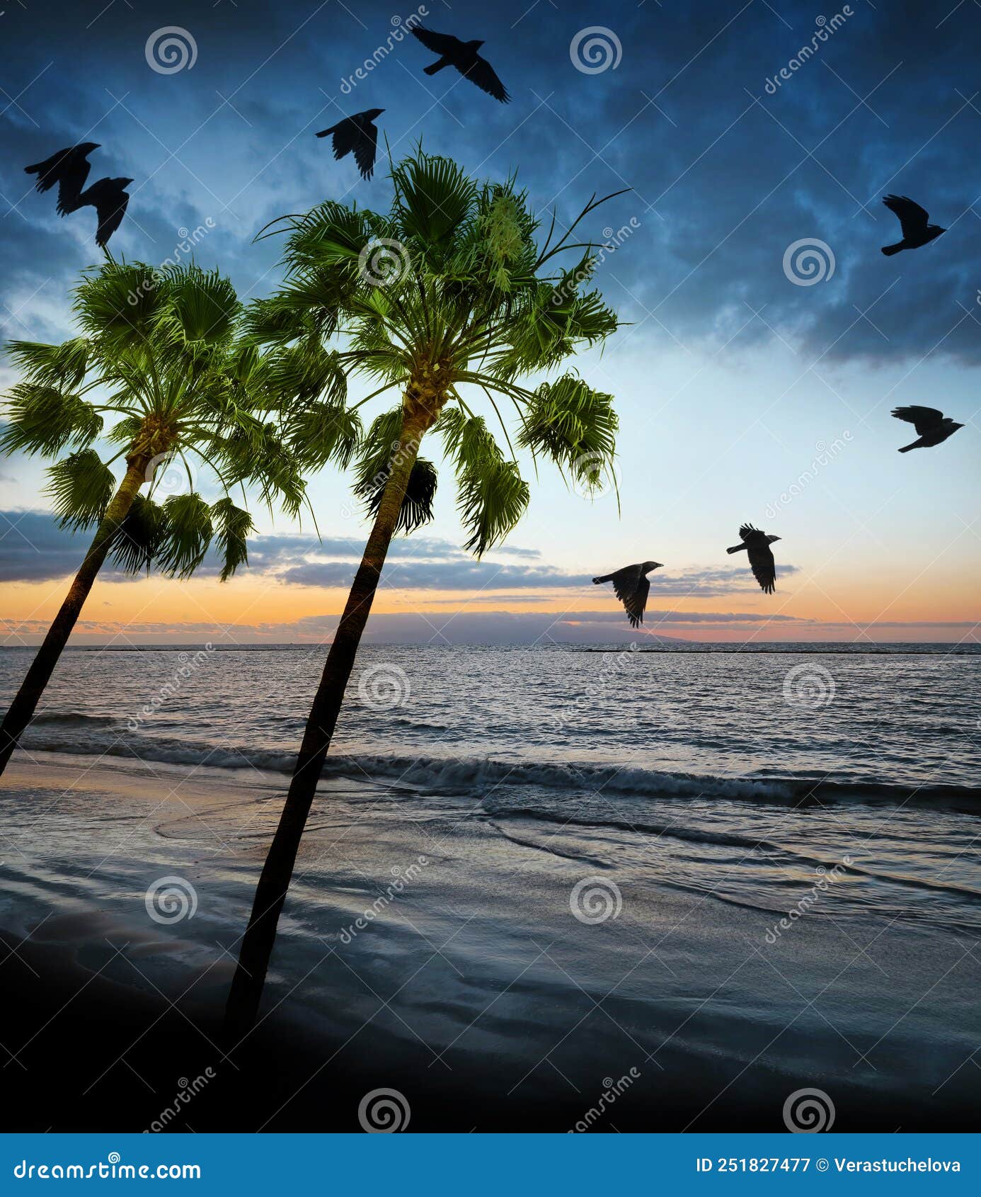 Sunrise and Ocean and Birds Stock Image - Image of wings, island: 251827477