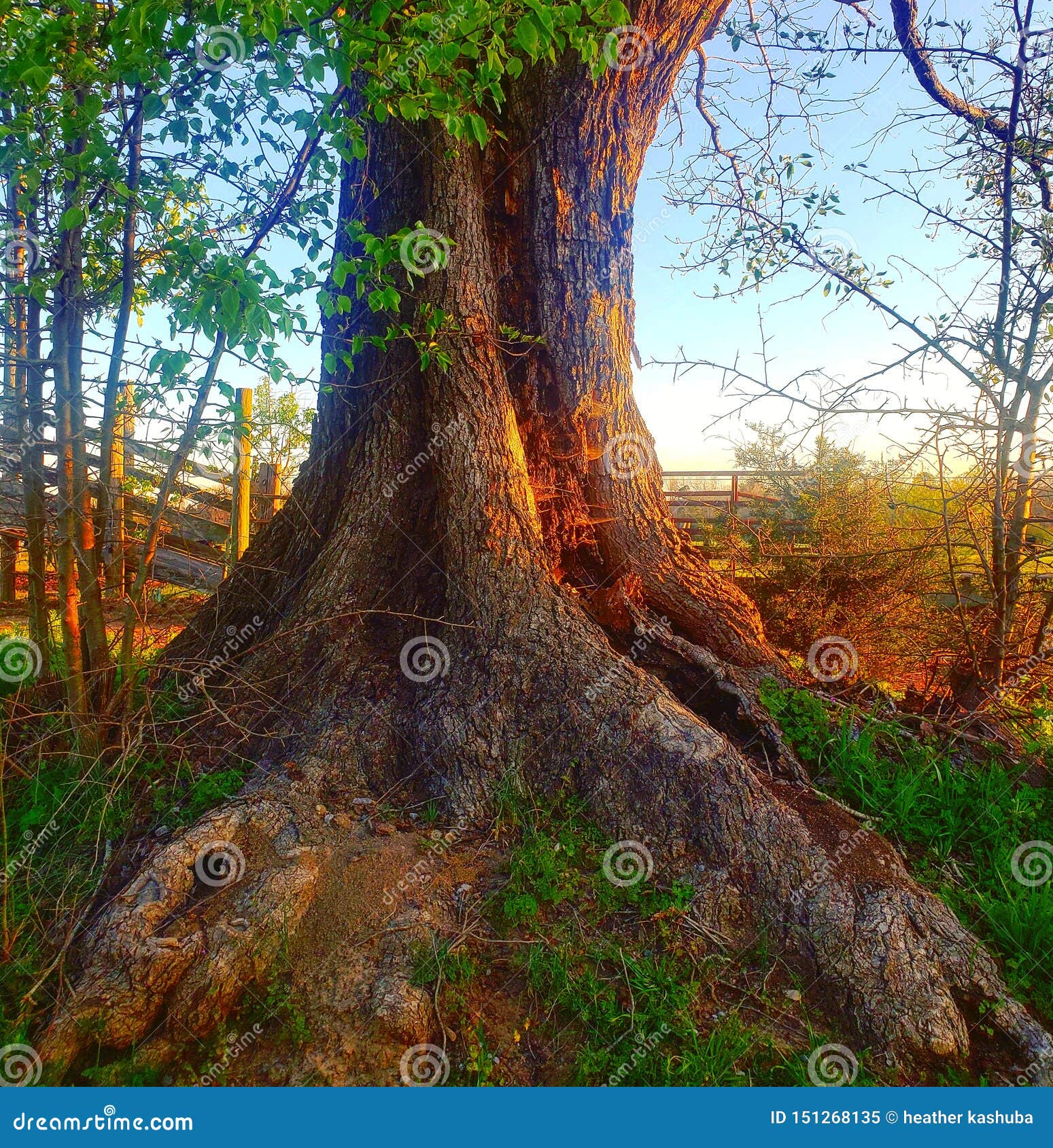 Sunrise for this old root stock image. Image of root - 151268135