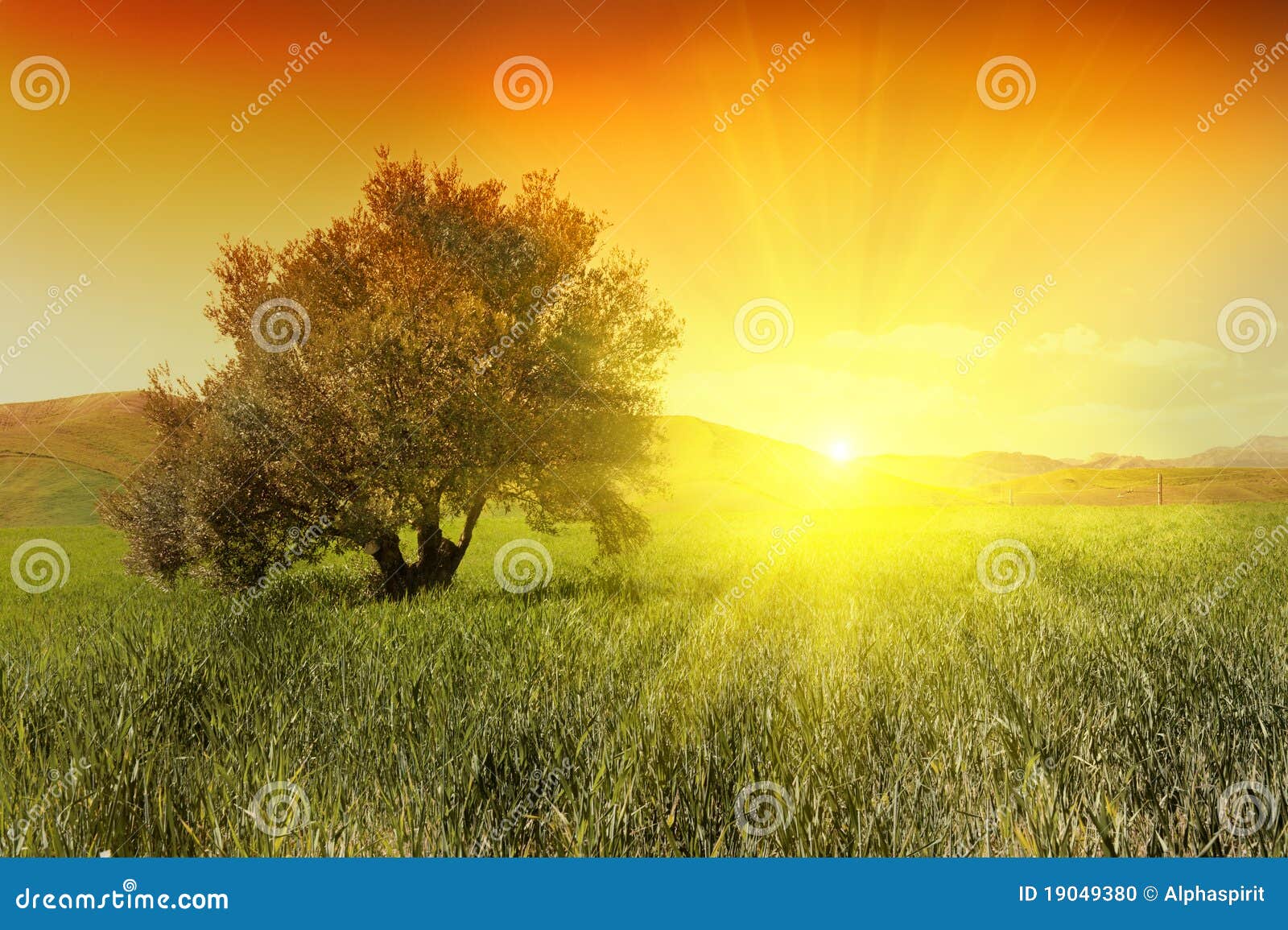 Olive Tree In The Tub Opposite The Illuminated Concrete Color Wall ...