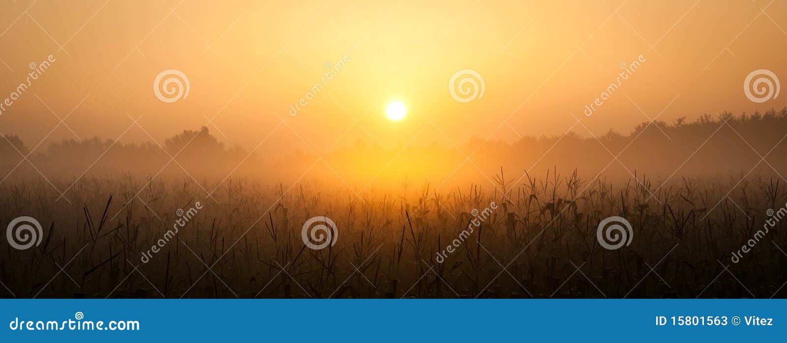 Sunrise over corn field stock image. Image of land, plain - 15801563