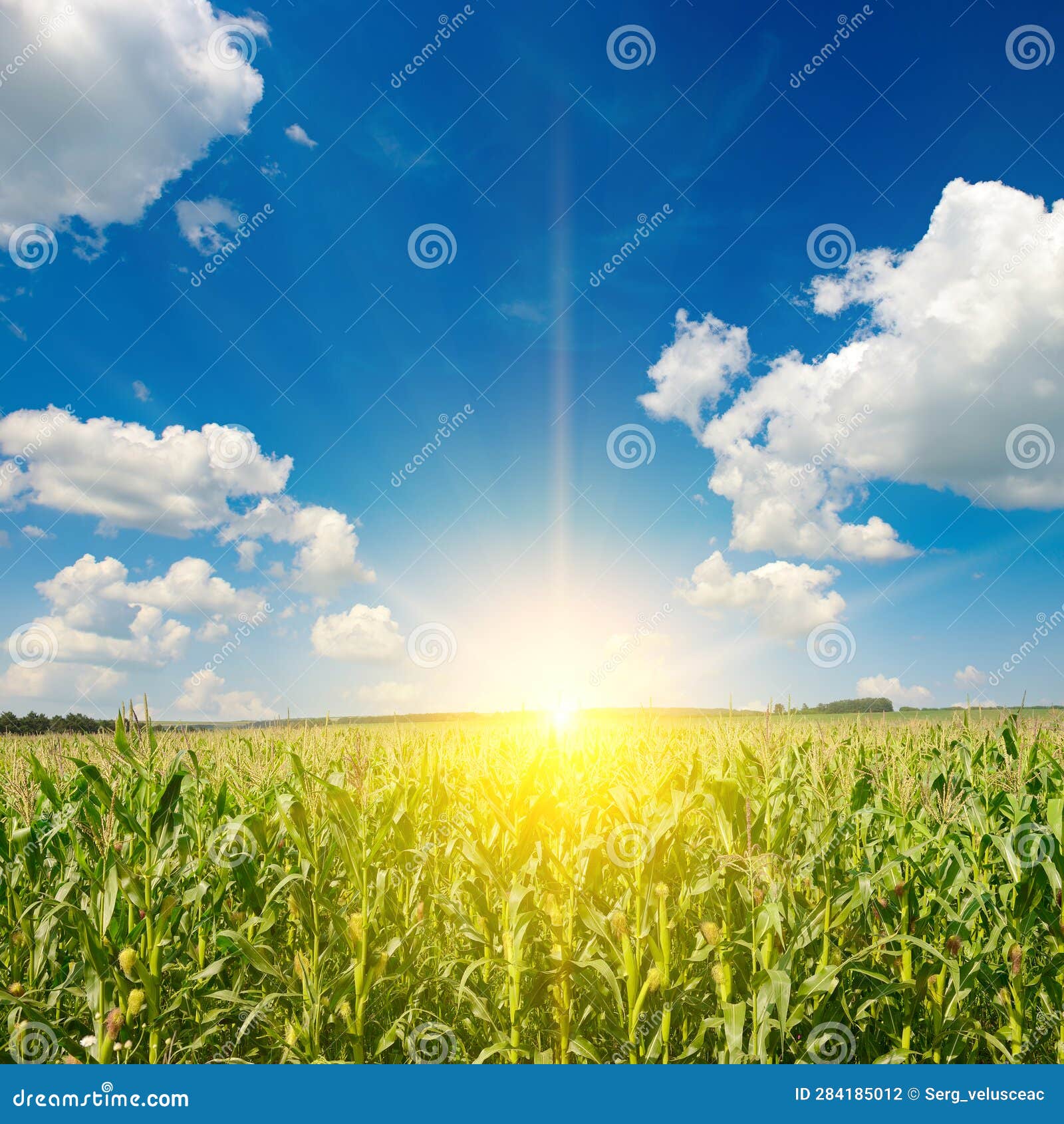 Sunrise Over Corn Field. Agriculture Background Stock Photo - Image of ...