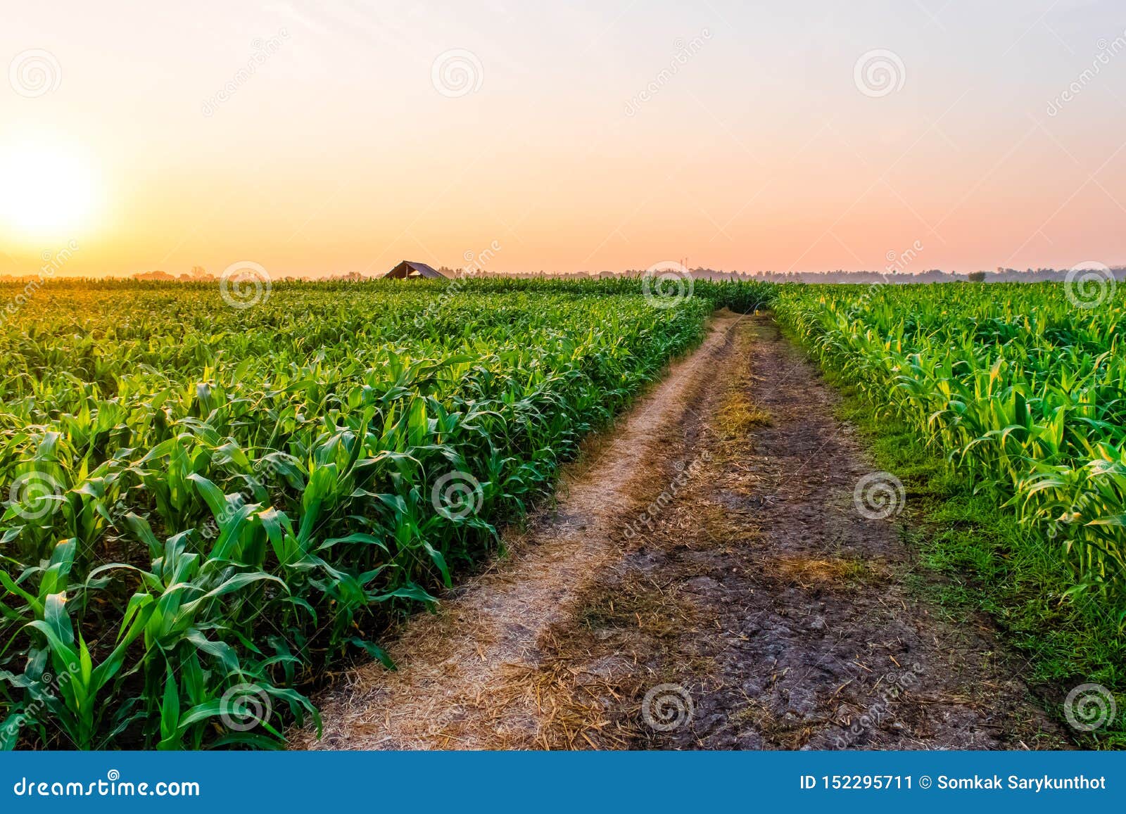 Sunrise Over the Corn Field Stock Image - Image of corn, season: 152295711