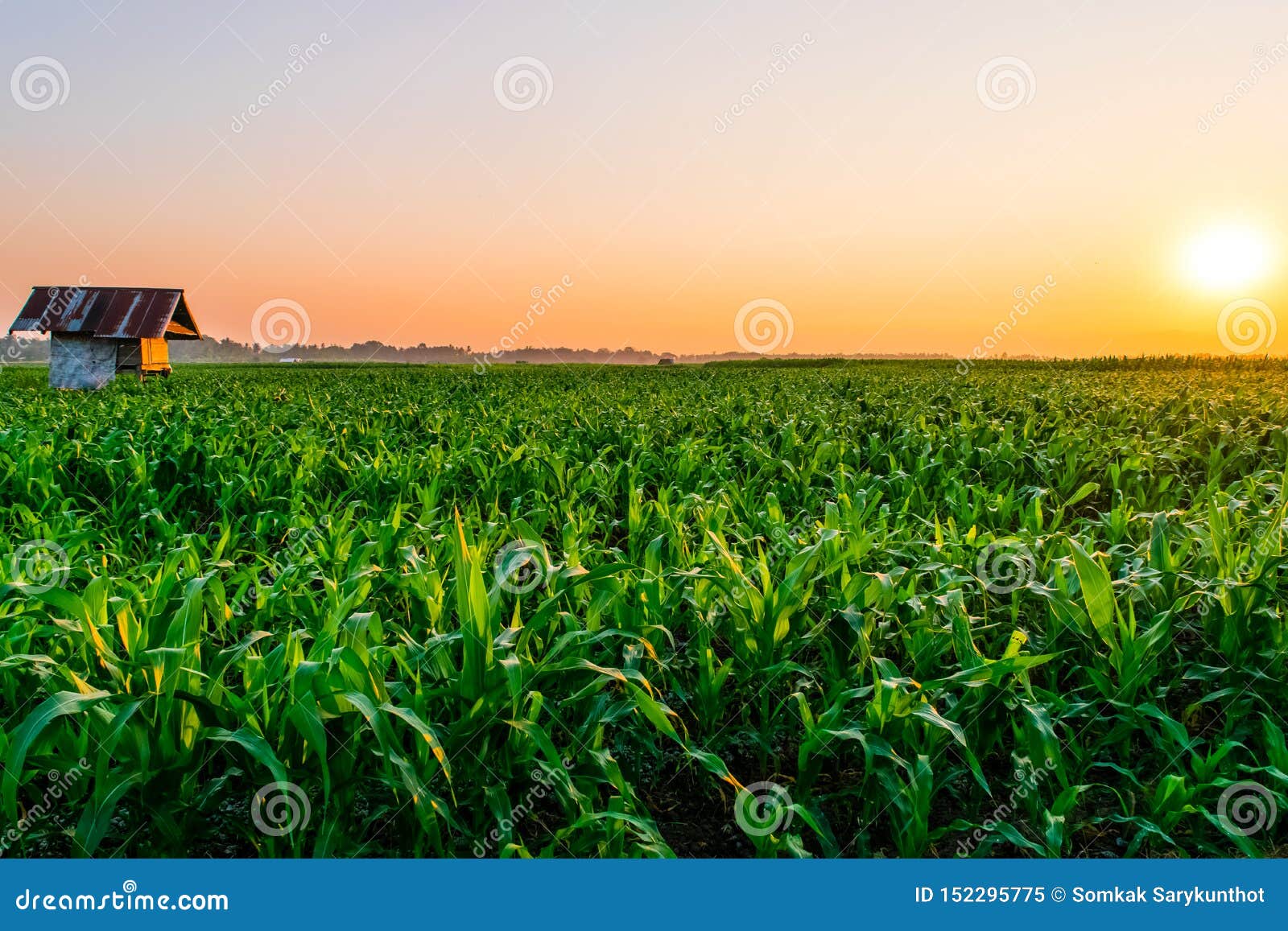 Sunrise Over the Corn Field Stock Image - Image of morning, clouds ...