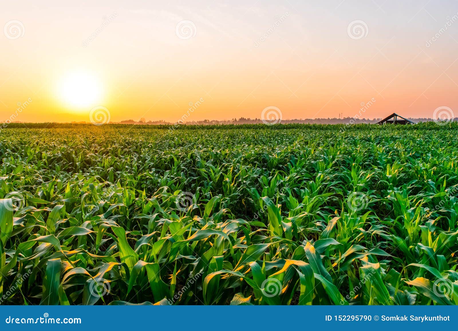 Sunrise Over the Corn Field Stock Photo - Image of season, lawn: 152295790