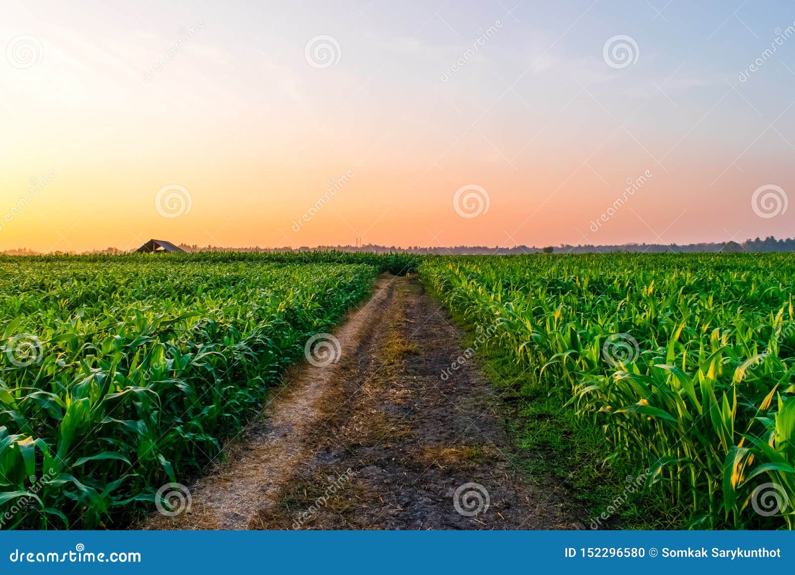 Sunrise Over the Corn Field Stock Photo - Image of rural, country ...