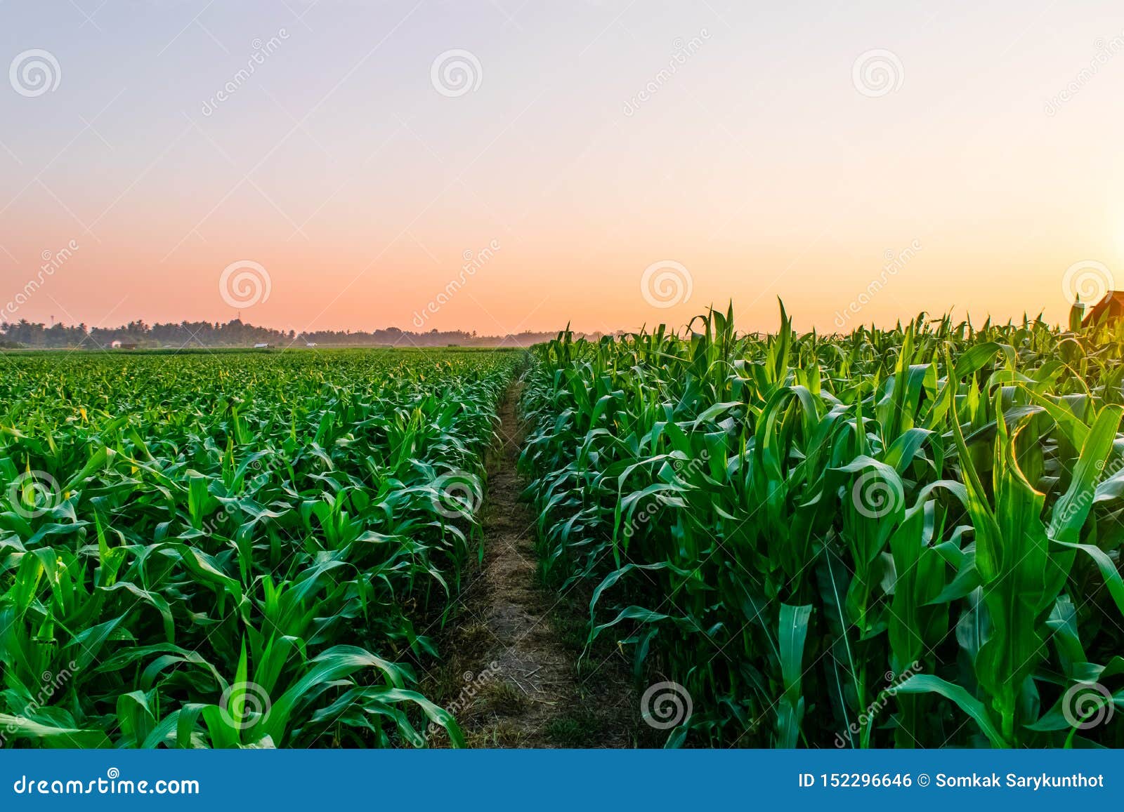 Sunrise Over the Corn Field Stock Photo - Image of land, environment ...