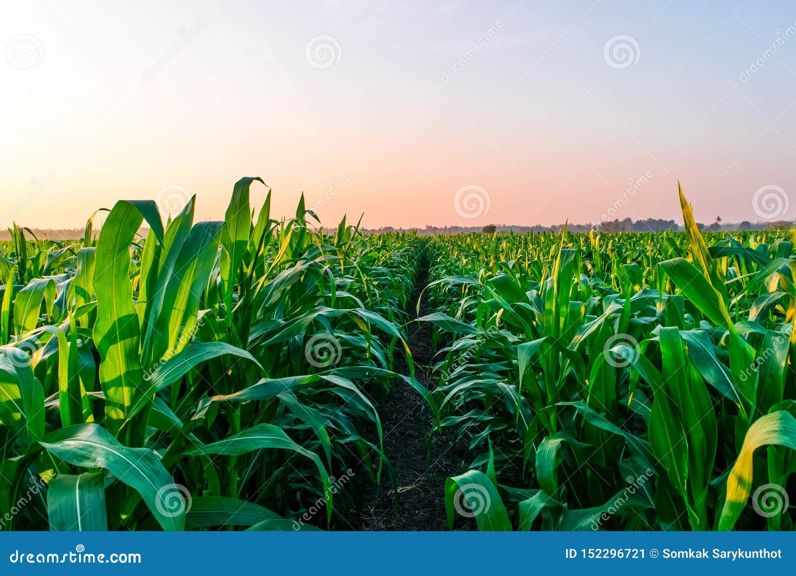 Sunrise Over the Corn Field Stock Image - Image of clear ...