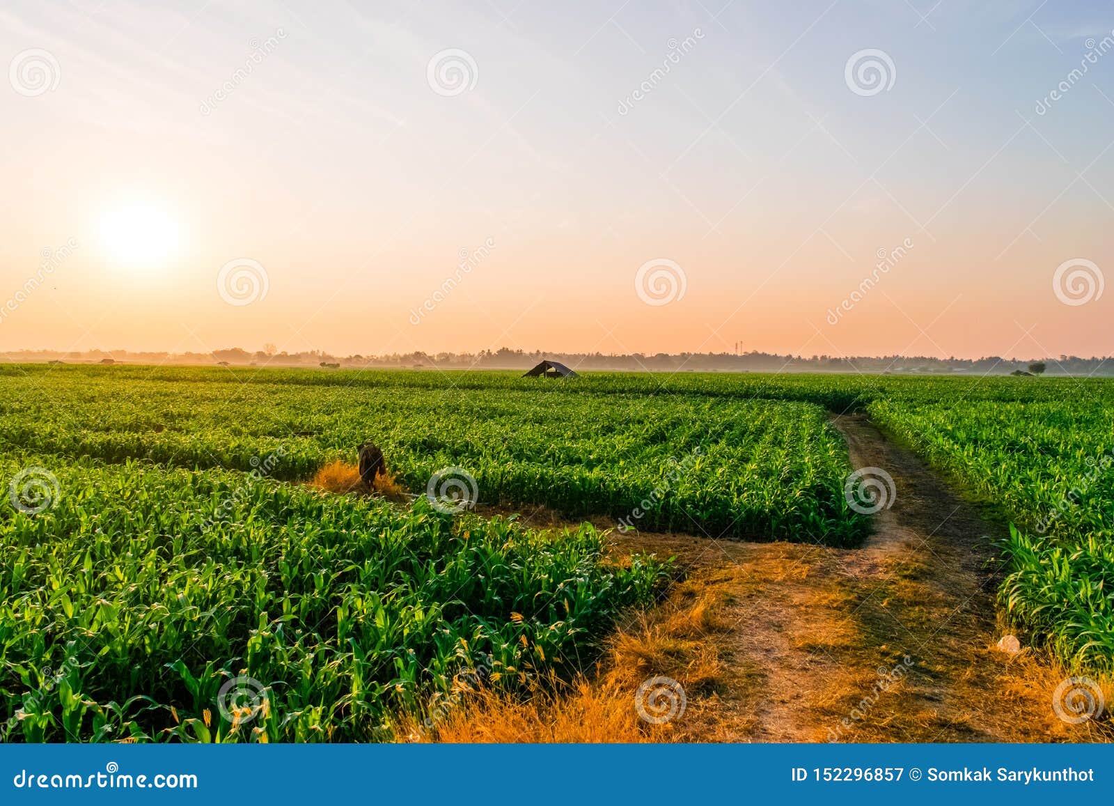 Sunrise Over the Corn Field Stock Image - Image of cloudy, clear: 152296857