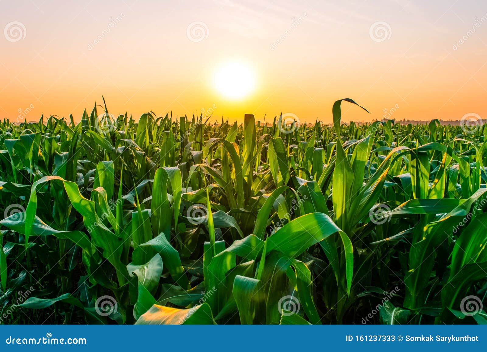 Sunrise Over the Corn Field Stock Image - Image of morning, clear ...