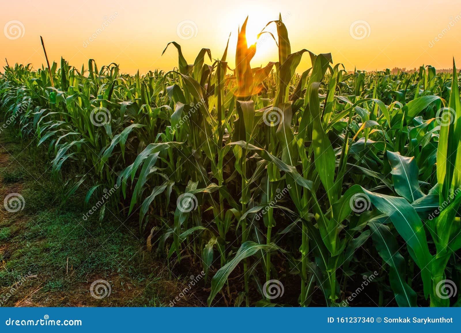 Sunrise Over the Corn Field Stock Photo - Image of outdoor, farming ...