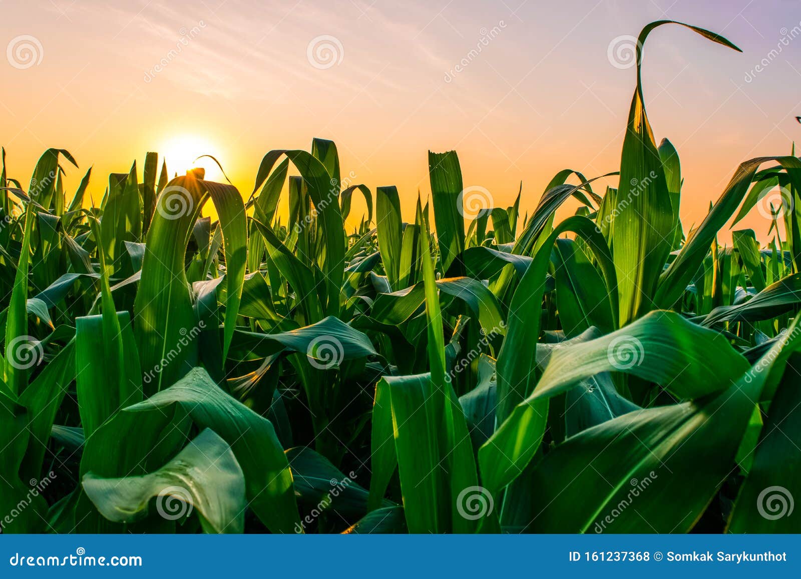 Sunrise Over the Corn Field Stock Photo - Image of scene, spring: 161237368