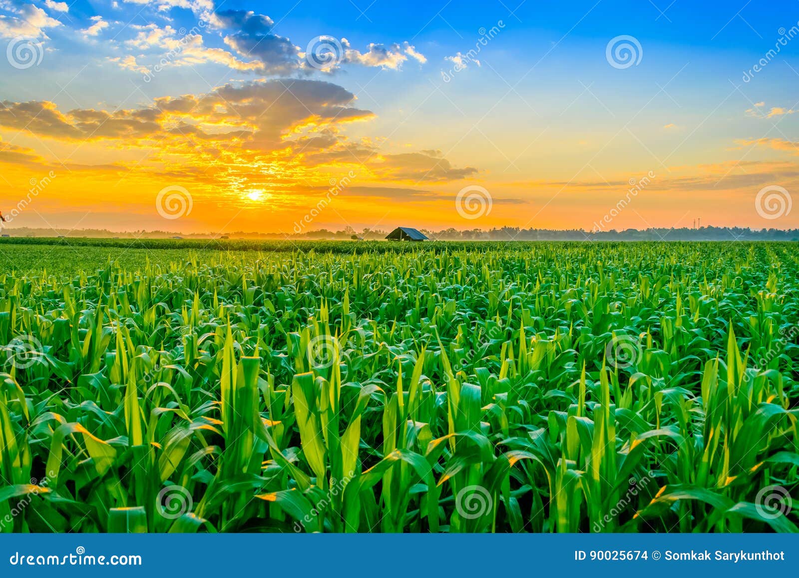 Sunrise Over the Corn Field Stock Photo - Image of blue, land: 90025674