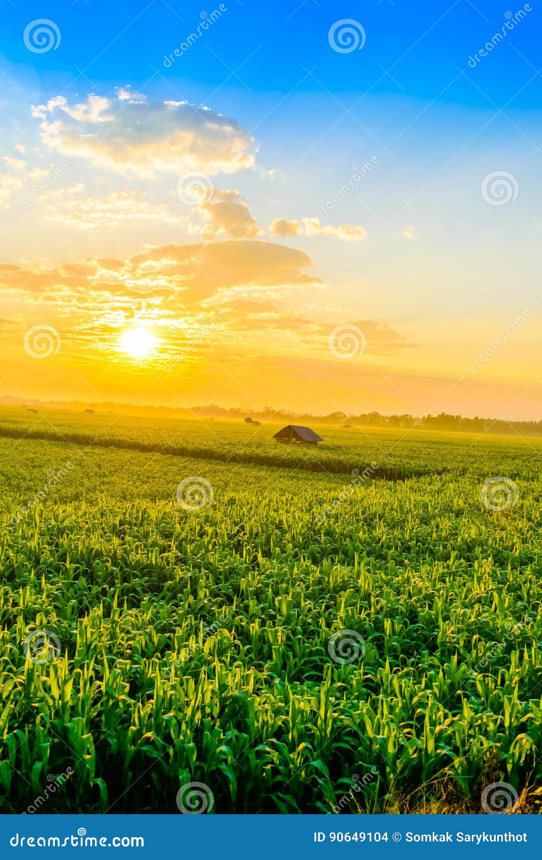 Sunrise Over the Corn Field Stock Photo - Image of farm, cloud: 90649104