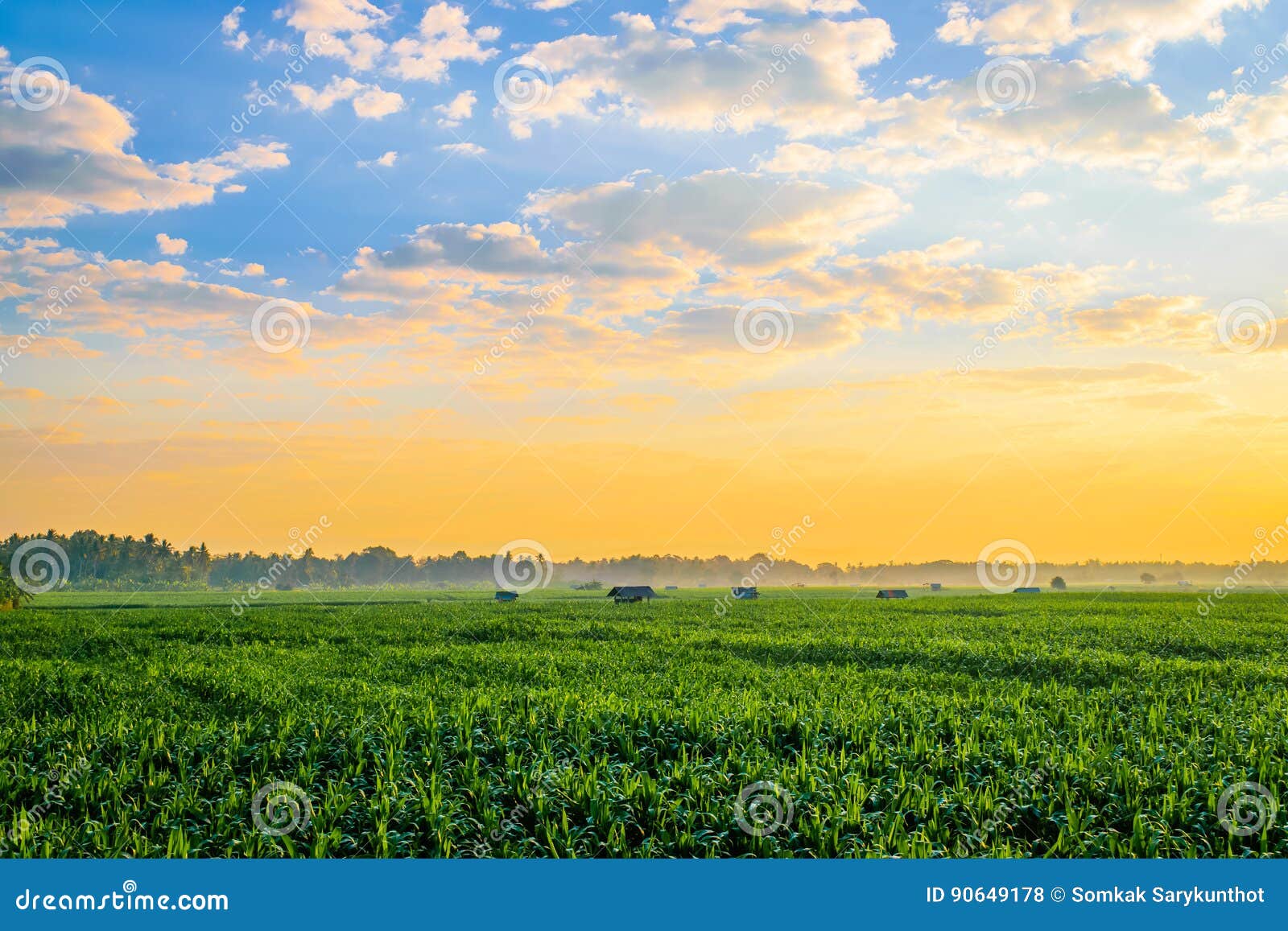 Sunrise Over the Corn Field Stock Photo - Image of grassland, rural ...