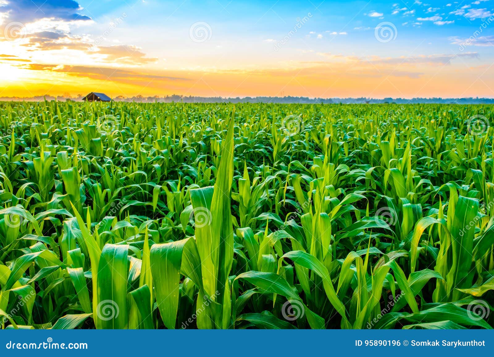 Sunrise Over the Corn Field Stock Photo - Image of blue, morning: 95890196