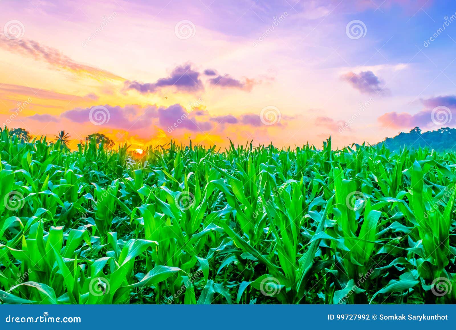 Sunrise Over the Corn Field Stock Photo - Image of maize, corn: 99727992