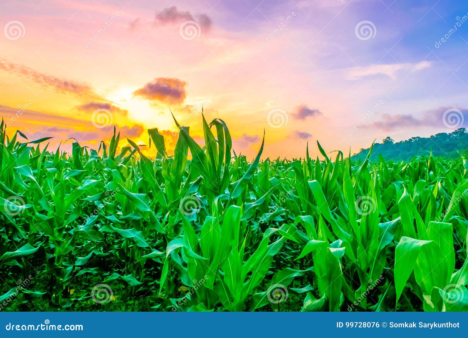 Sunrise Over the Corn Field Stock Photo - Image of clear, heavens: 99728076