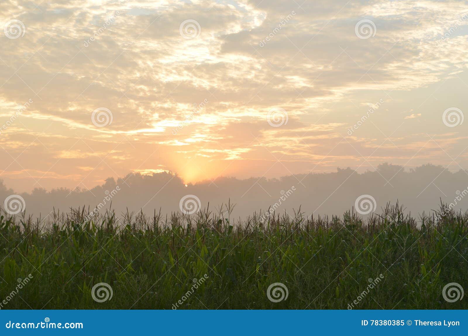 Sunrise over corn field stock image. Image of brown, blossom - 78380385