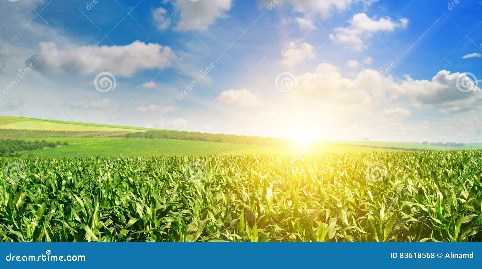 Sunrise Over the Corn Field Stock Photo - Image of meadow, nature: 83618568