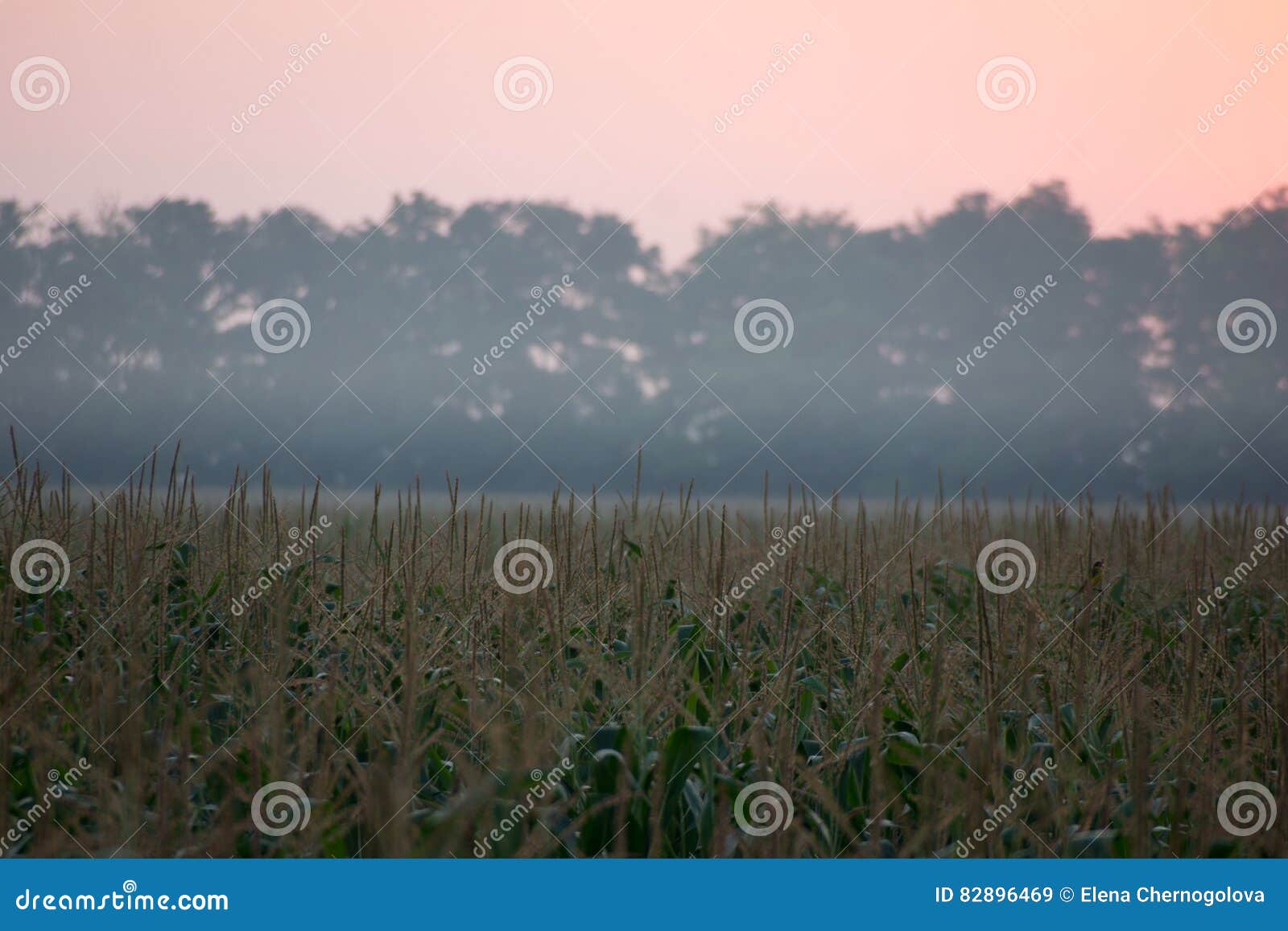 Sunrise Over the Corn Field Stock Image - Image of mist, early: 82896469