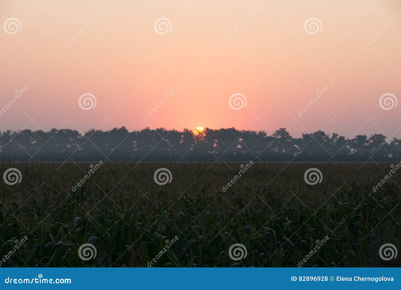 Sunrise Over the Corn Field Stock Photo - Image of brightening, mist ...