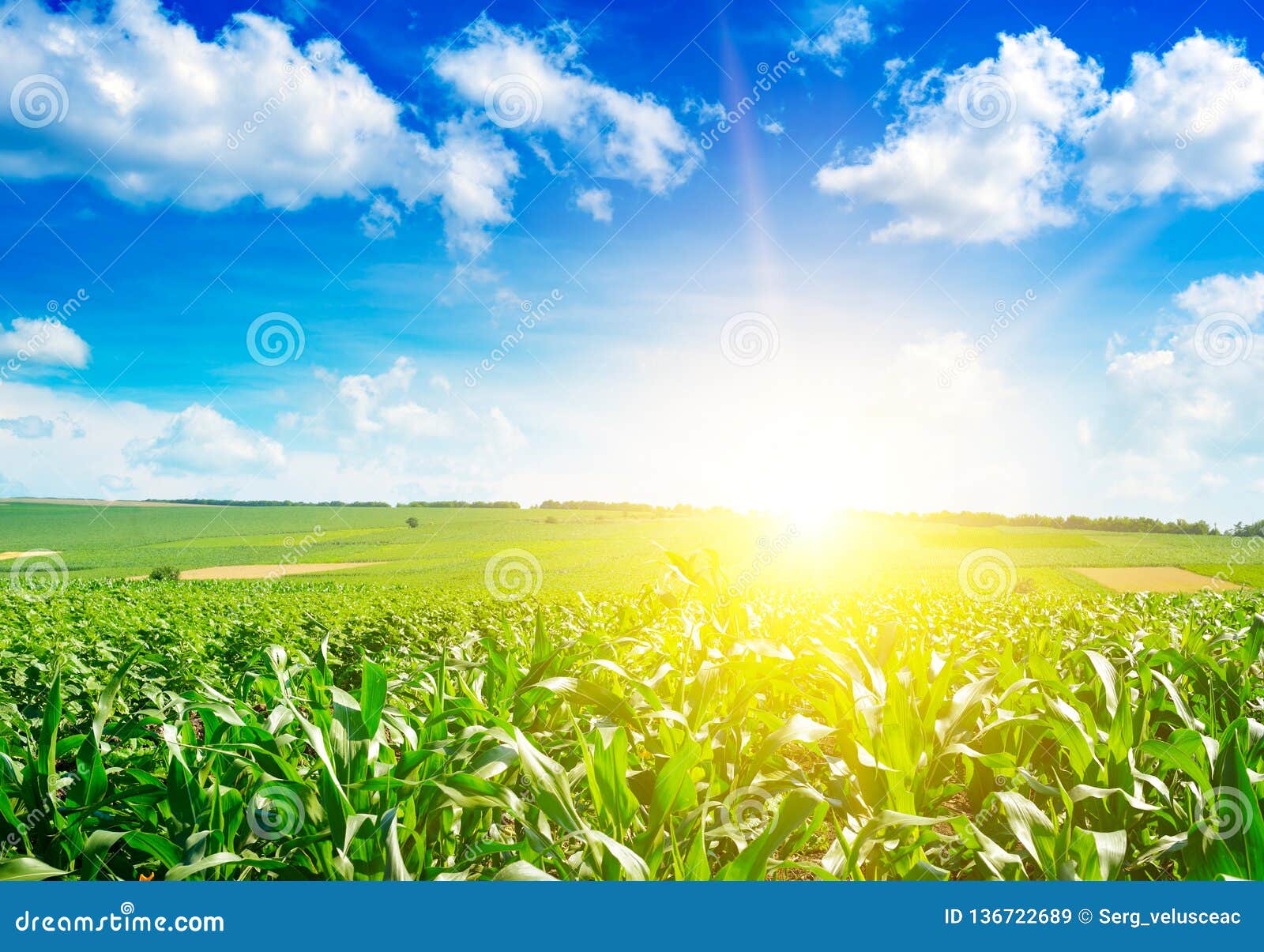 Sunrise over corn field stock image. Image of beautiful - 136722689
