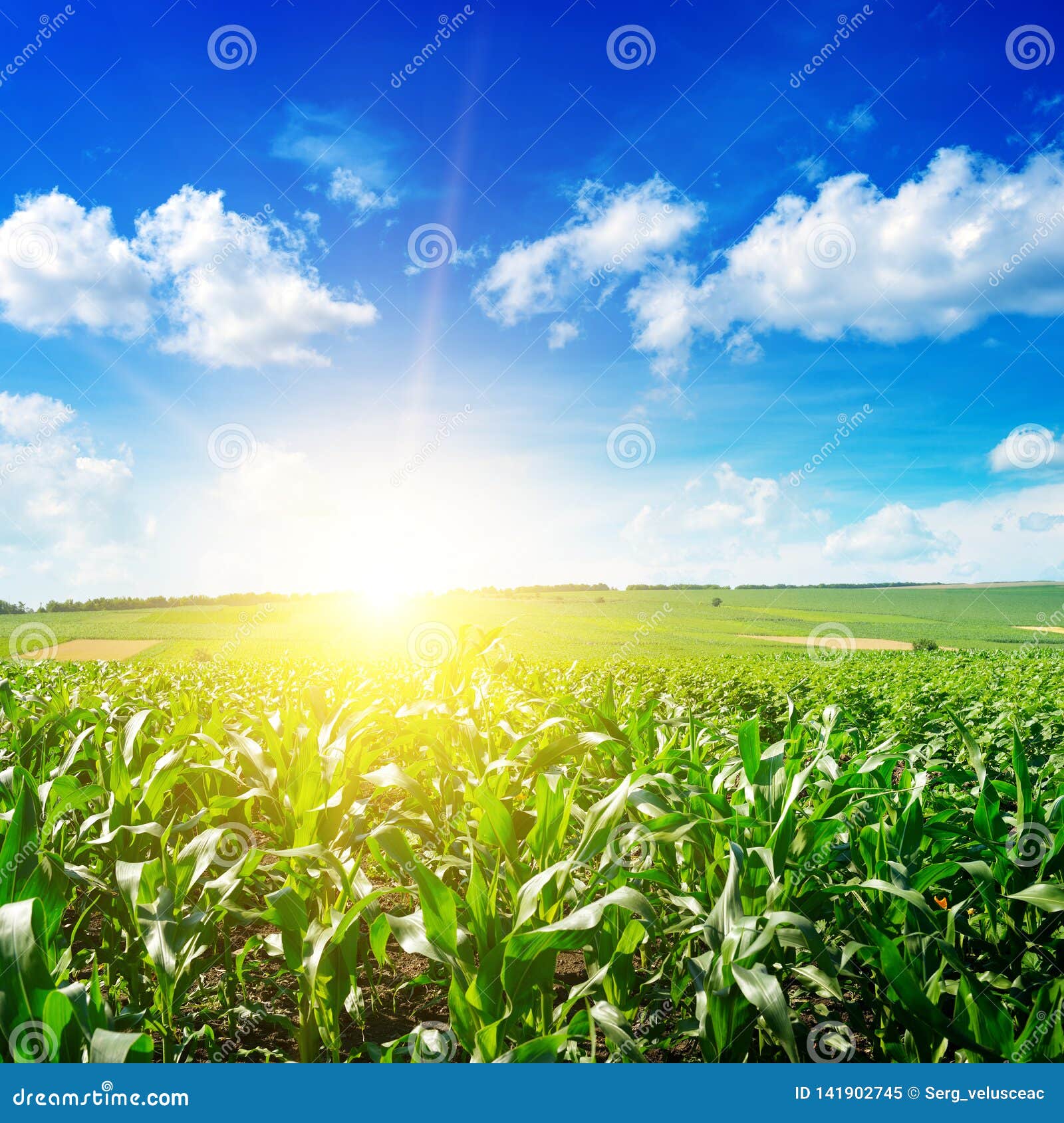 Sunrise over corn field stock image. Image of bright - 141902745