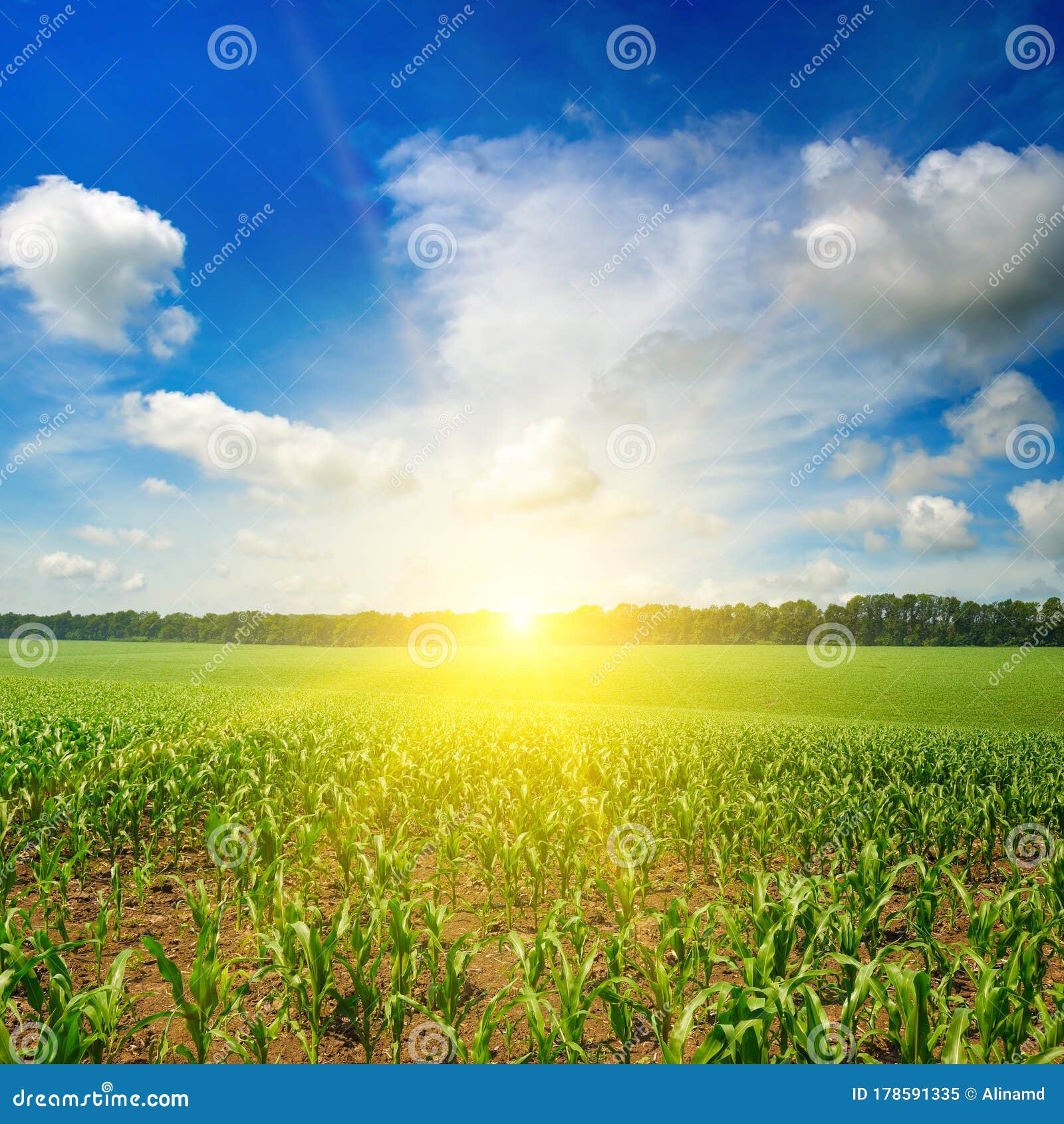 Sunrise Over the Corn Field Stock Image - Image of cultivated, farm ...