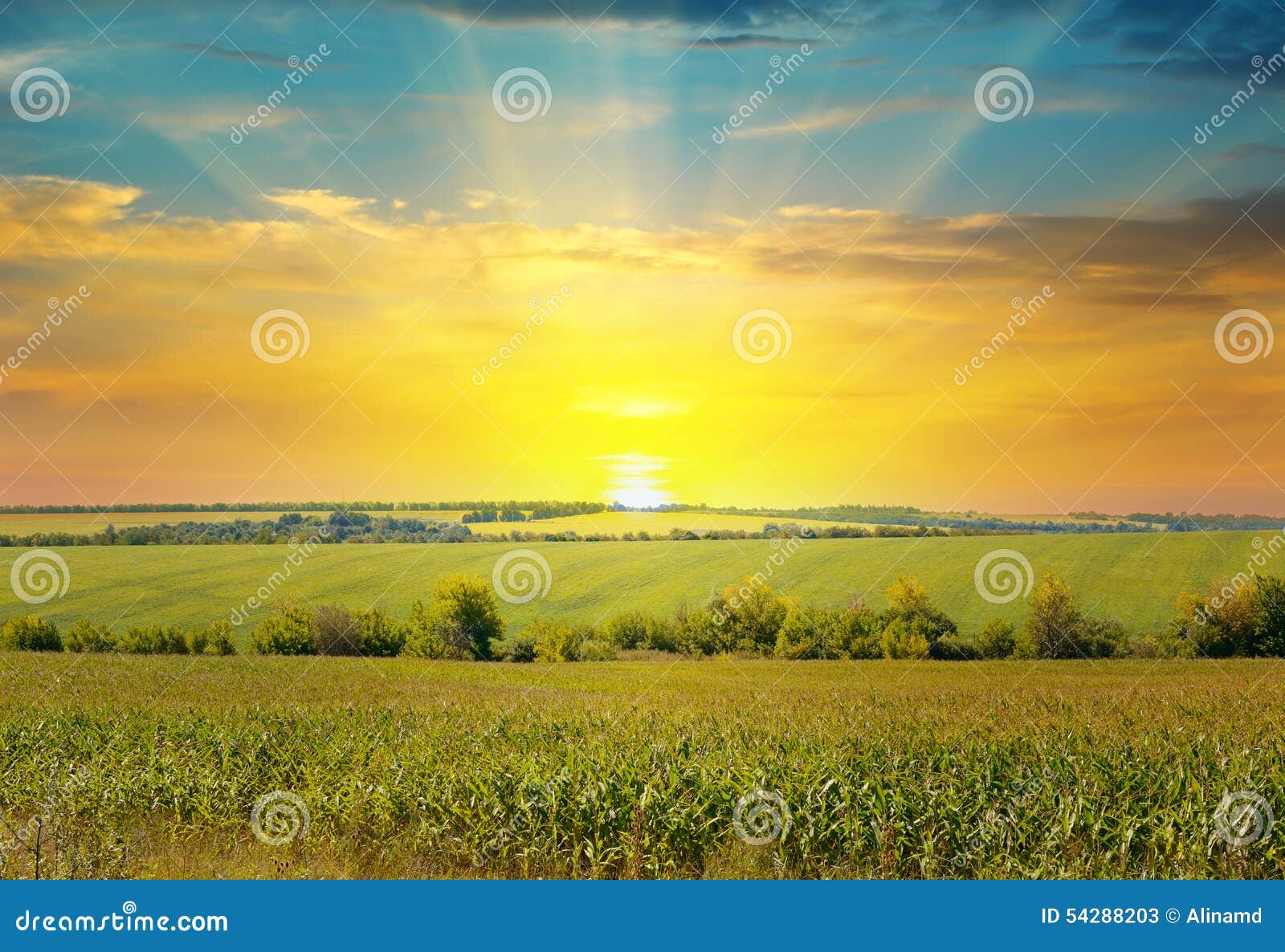 Sunrise Over the Corn Field Stock Image - Image of agriculture, heavens ...