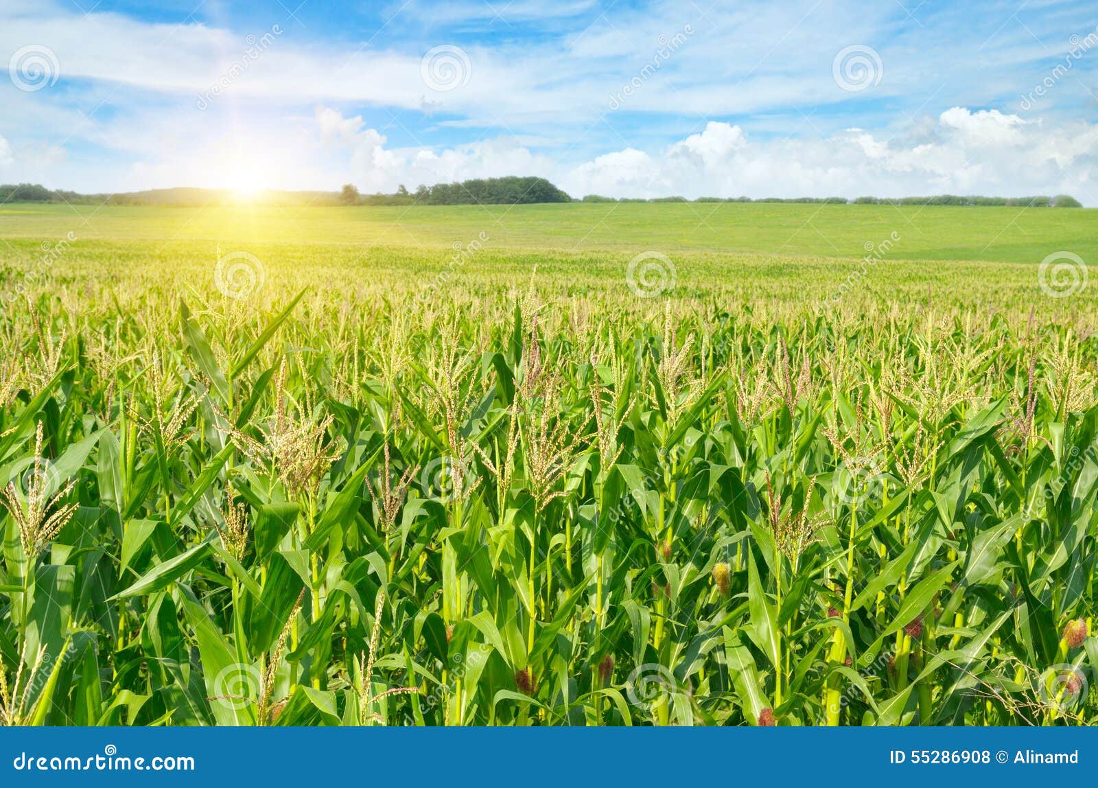 Sunrise Over the Corn Field Stock Photo - Image of lawn, environment ...
