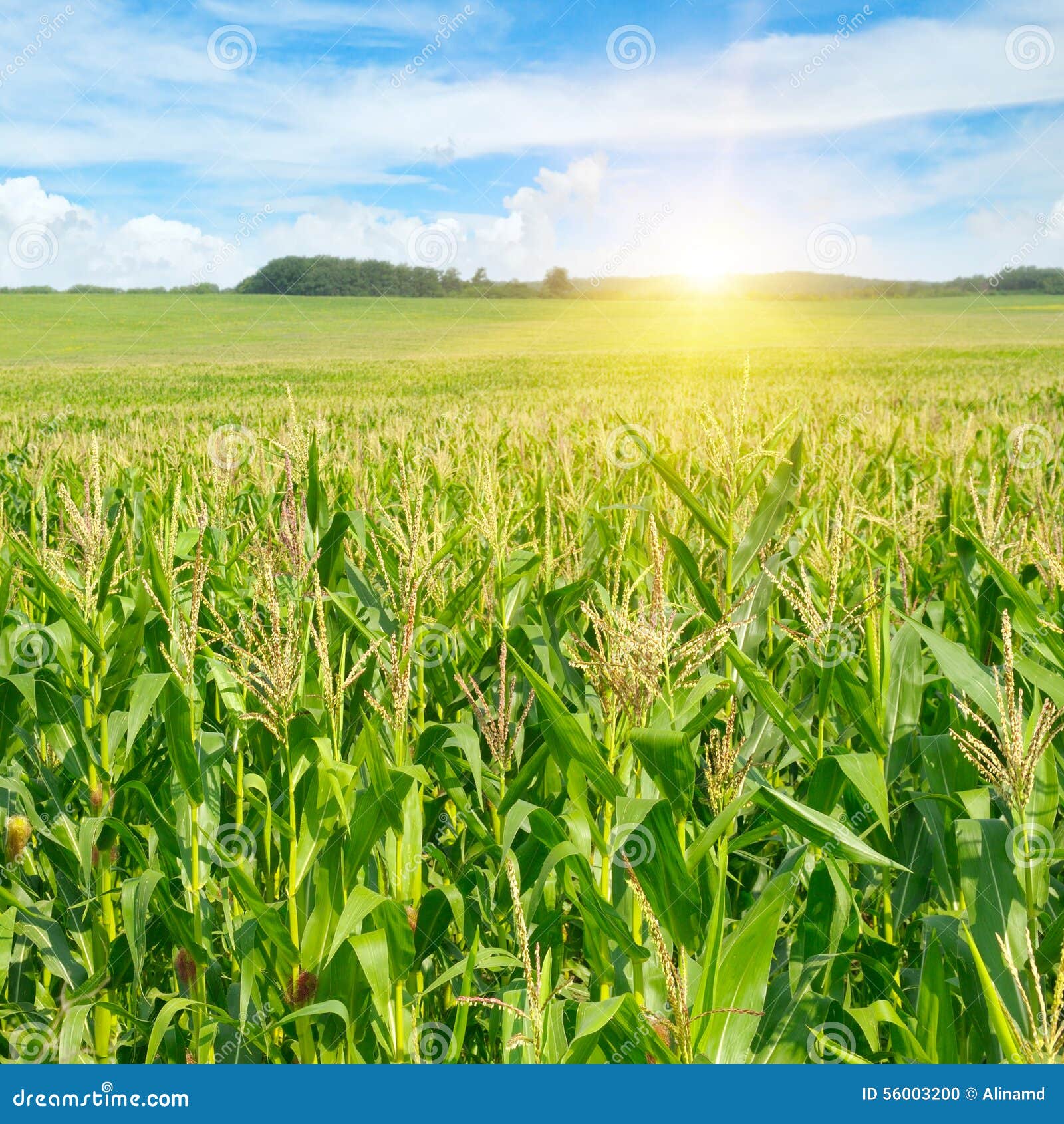 Sunrise Over the Corn Field Stock Photo - Image of leaf, blue: 56003200