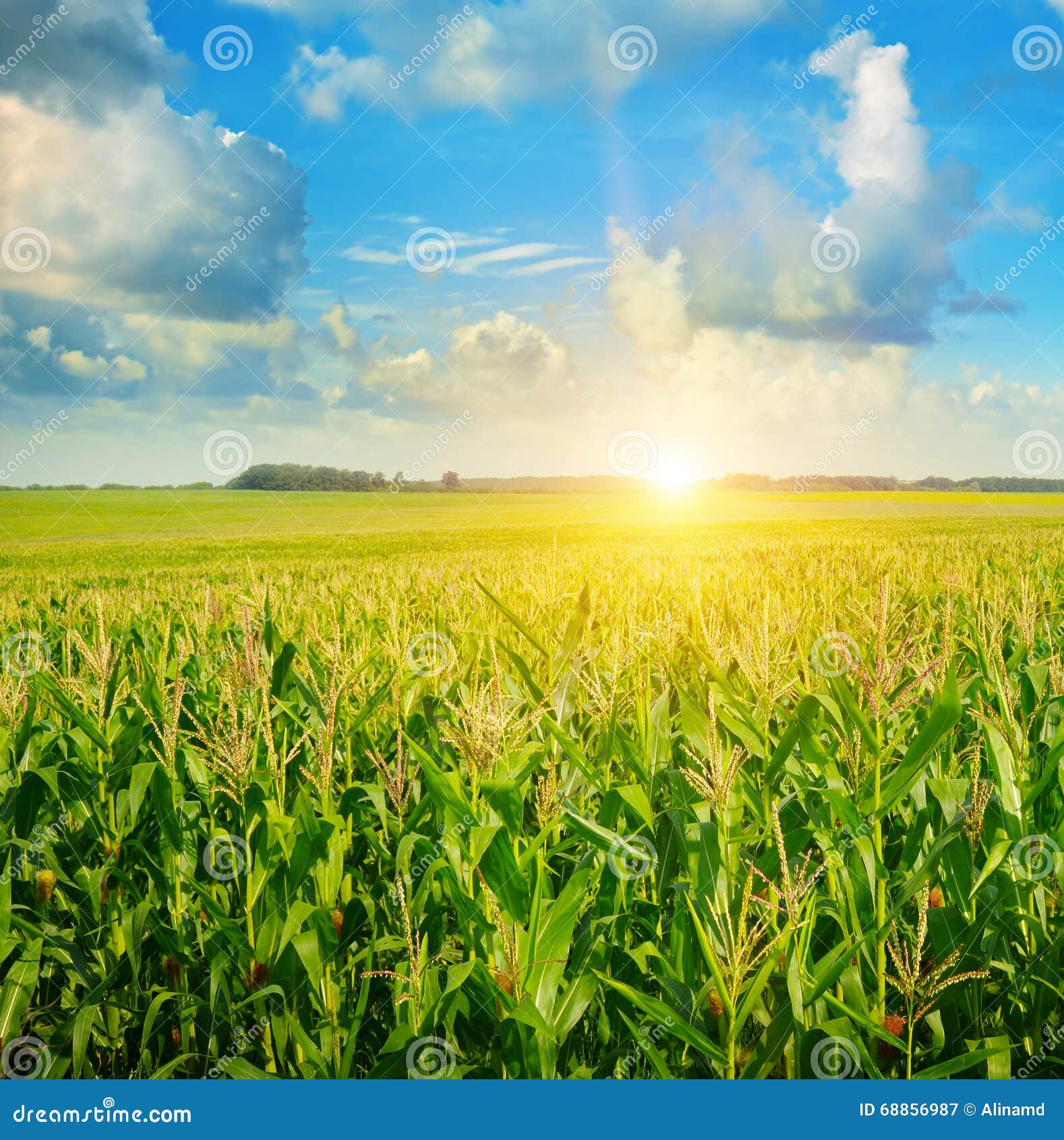 Sunrise Over Green Field