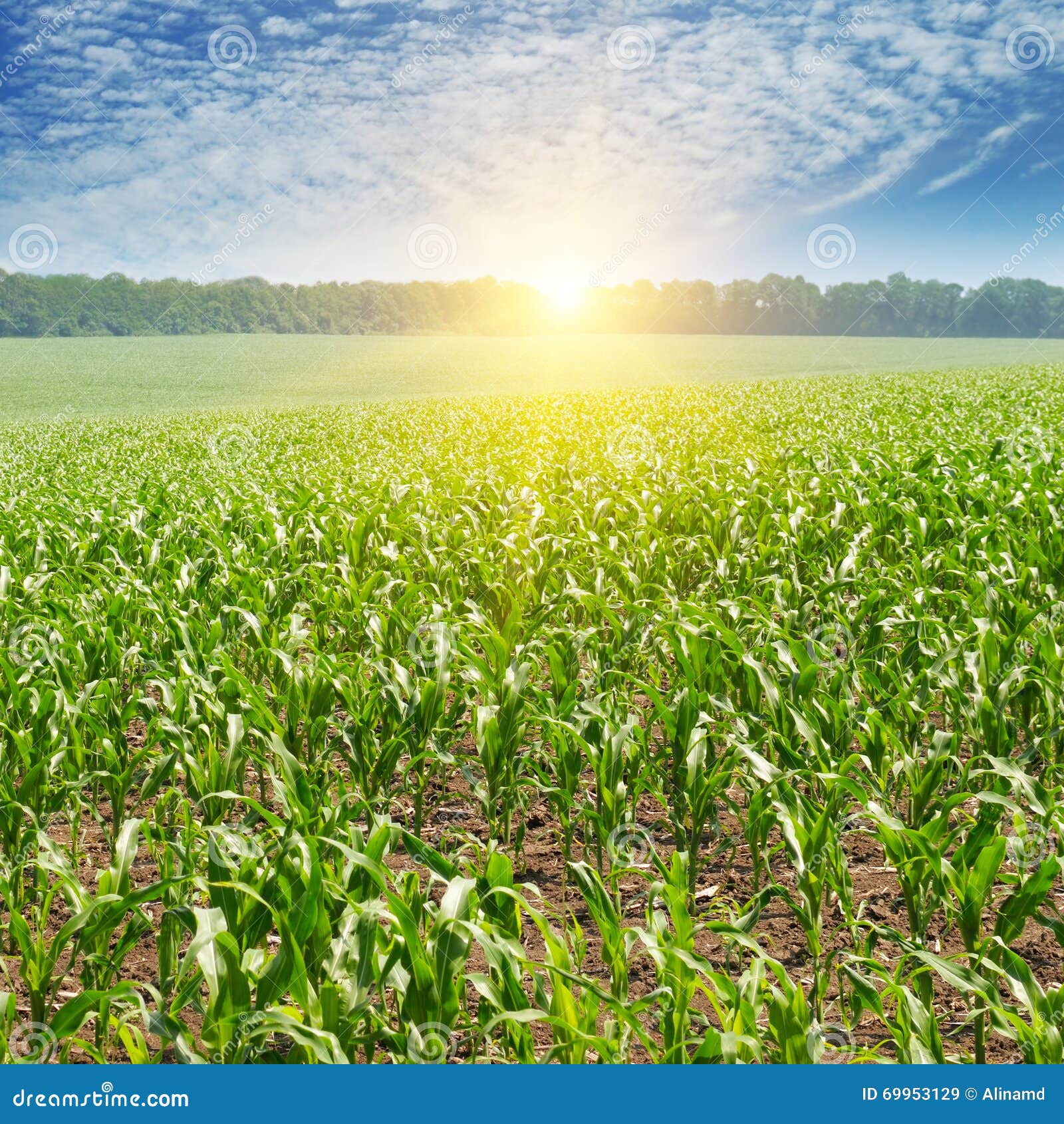 Sunrise Over the Corn Field Stock Image - Image of nature, agriculture ...