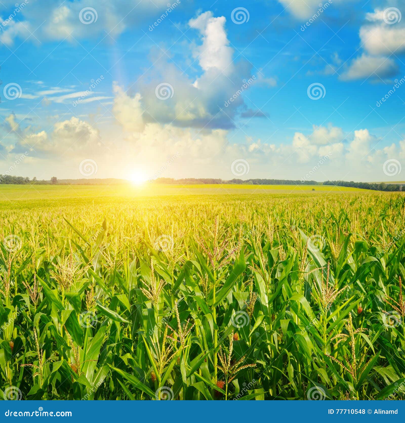 Sunrise Over the Corn Field Stock Photo - Image of nature, lawn: 77710548