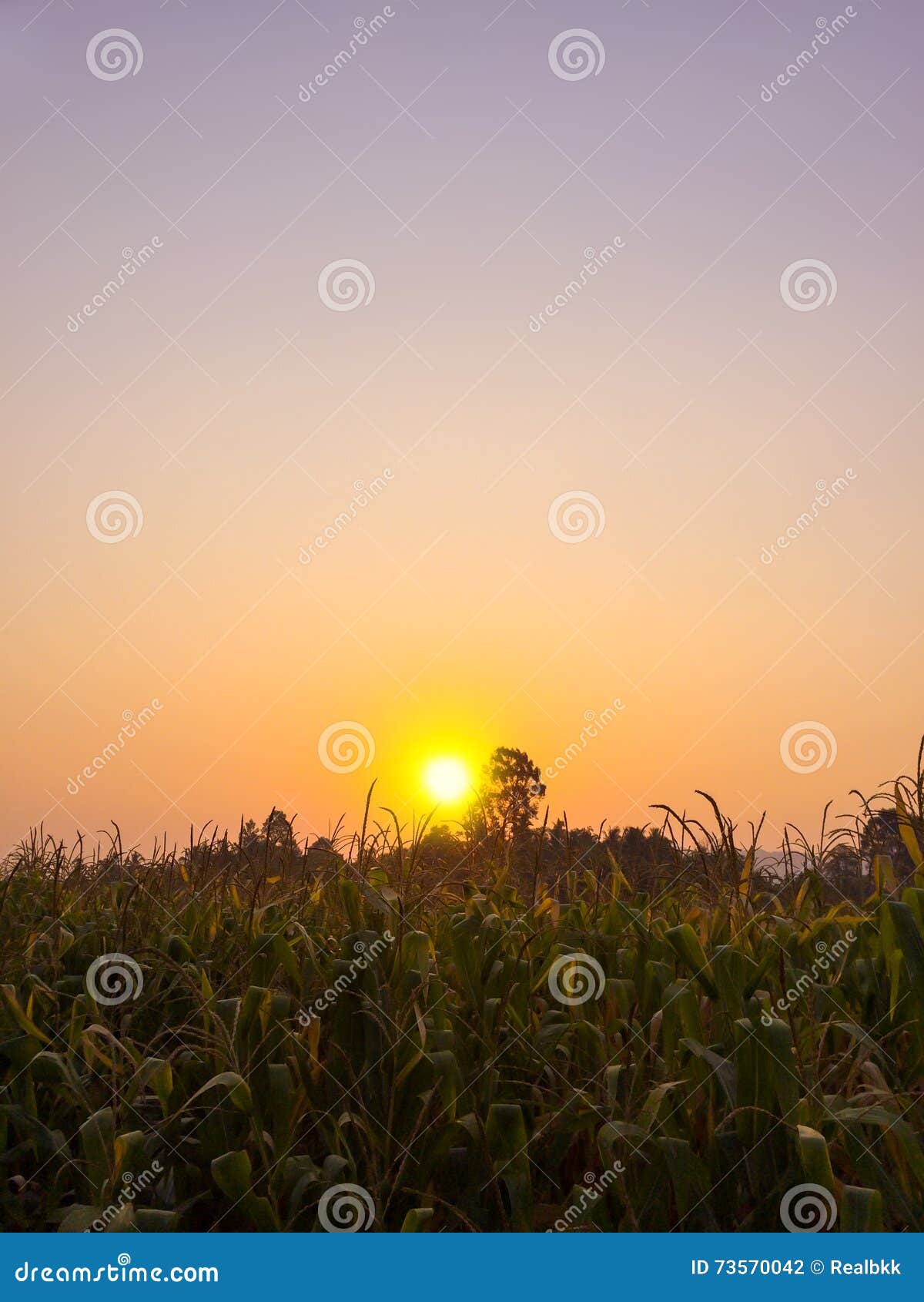 Sunrise over cornfield stock photo. Image of fields, purple - 73570042