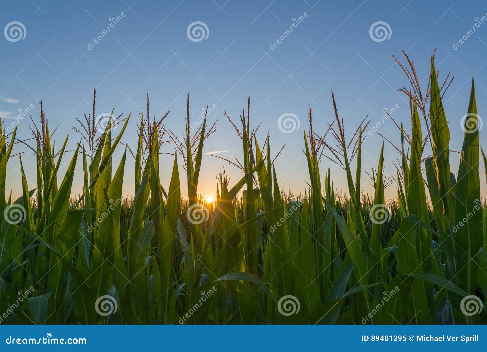 Sunrise over cornfield stock image. Image of blue, sunburst - 89401295