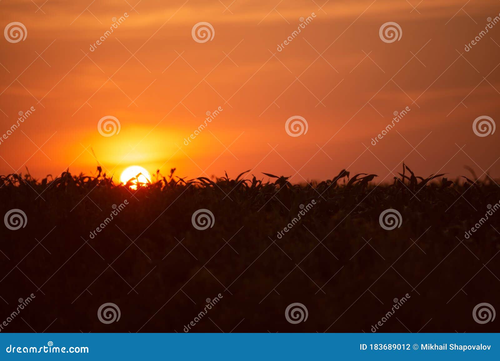 Sunrise over a cornfield stock photo. Image of environment - 183689012