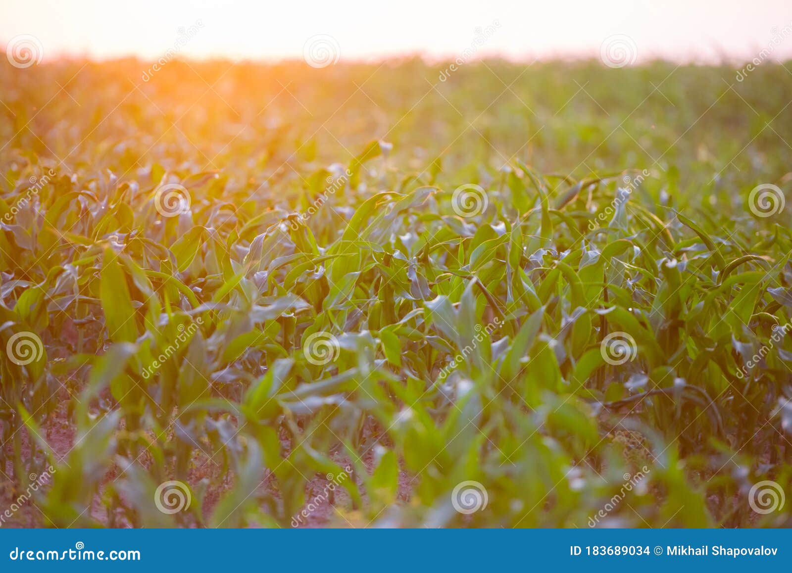 Sunrise over a cornfield stock photo. Image of natural - 183689034