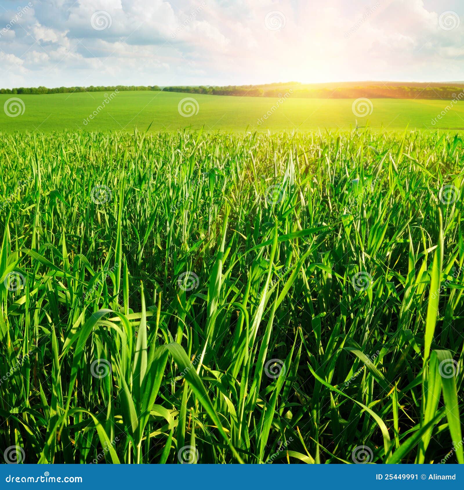 Sunrise over field stock image. Image of agriculture - 25449991