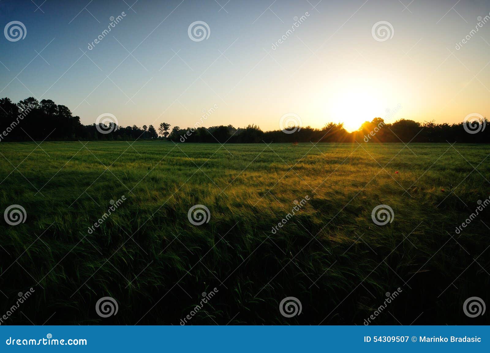 Sunrise over the field stock image. Image of field, outdoor - 54309507